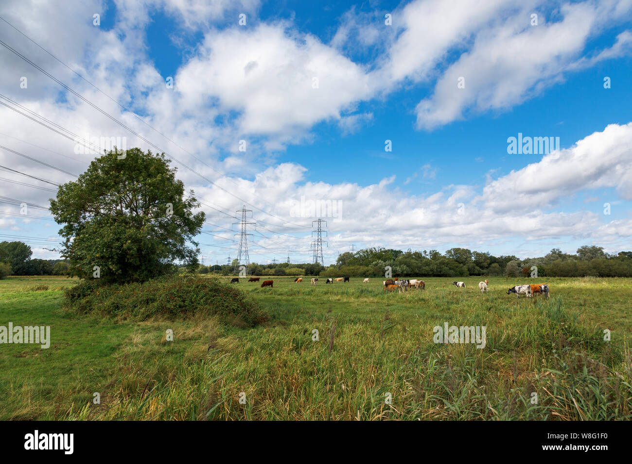 Habitat open fields and marshes hi-res stock photography and images - Alamy