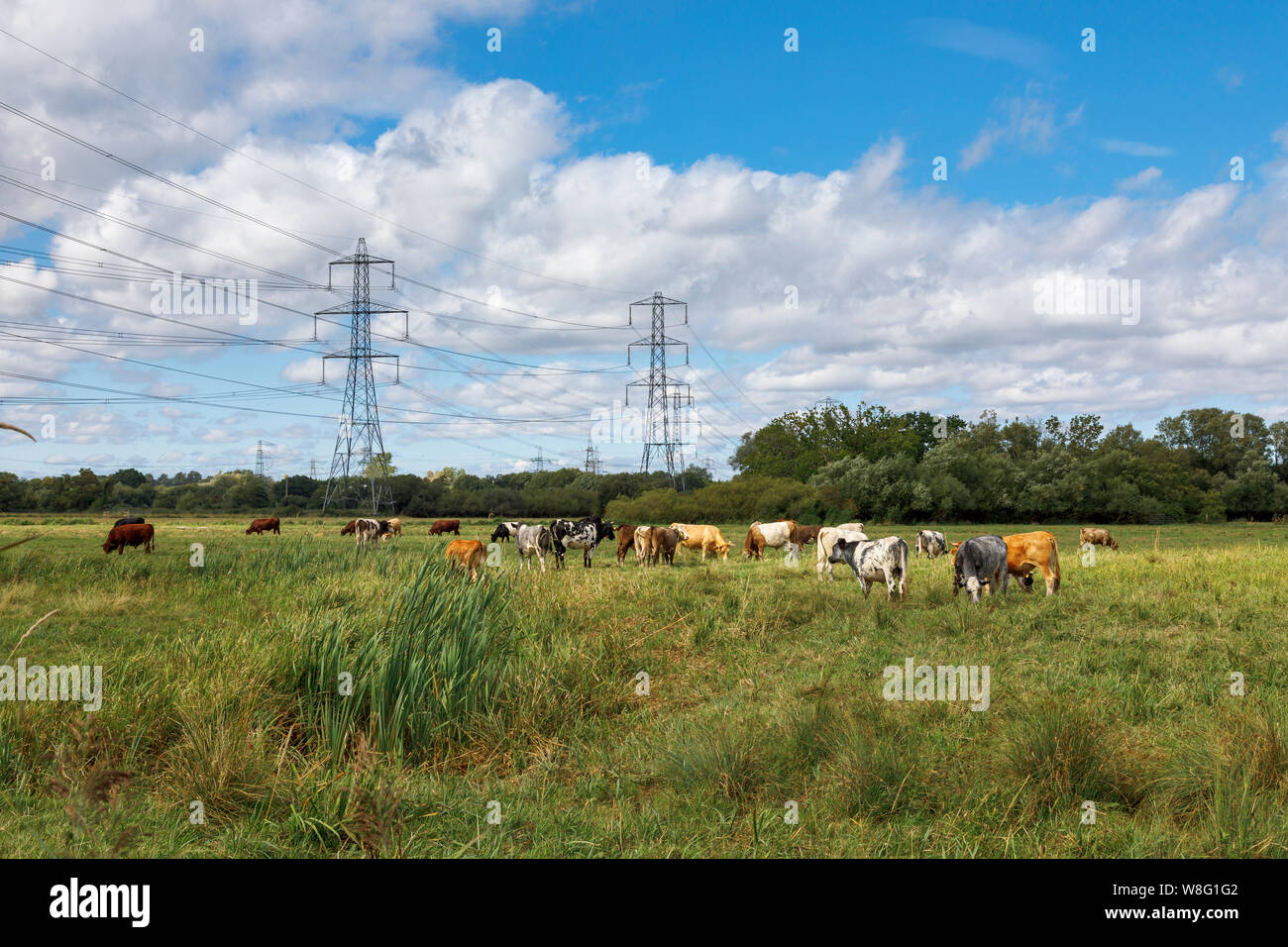 Habitat open fields and marshes hi-res stock photography and images - Alamy