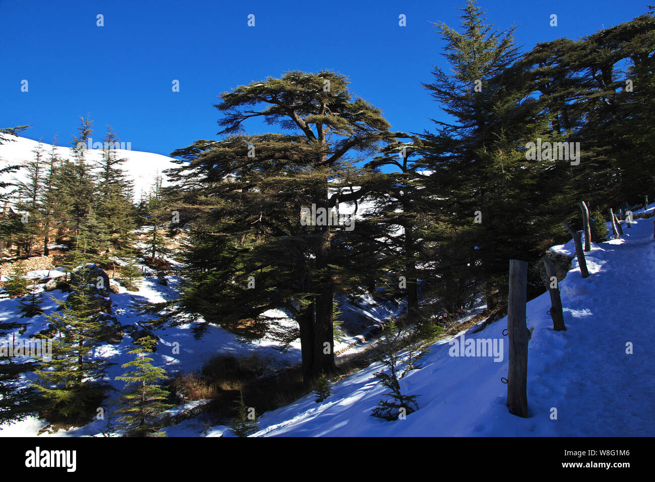 The cedar forest in mountains of Lebanon Stock Photo - Alamy