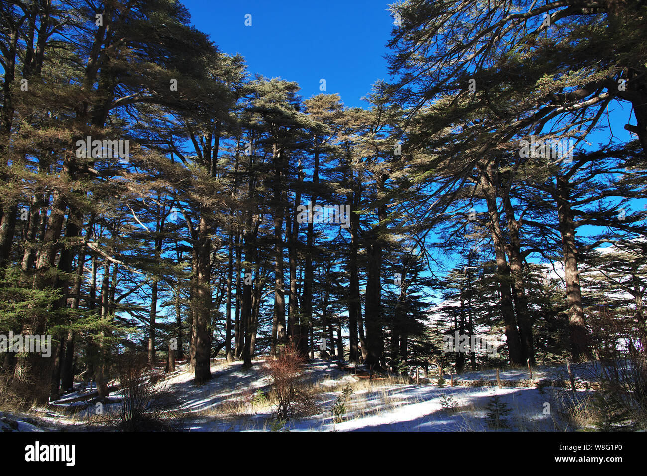 The cedar forest in mountains of Lebanon Stock Photo - Alamy