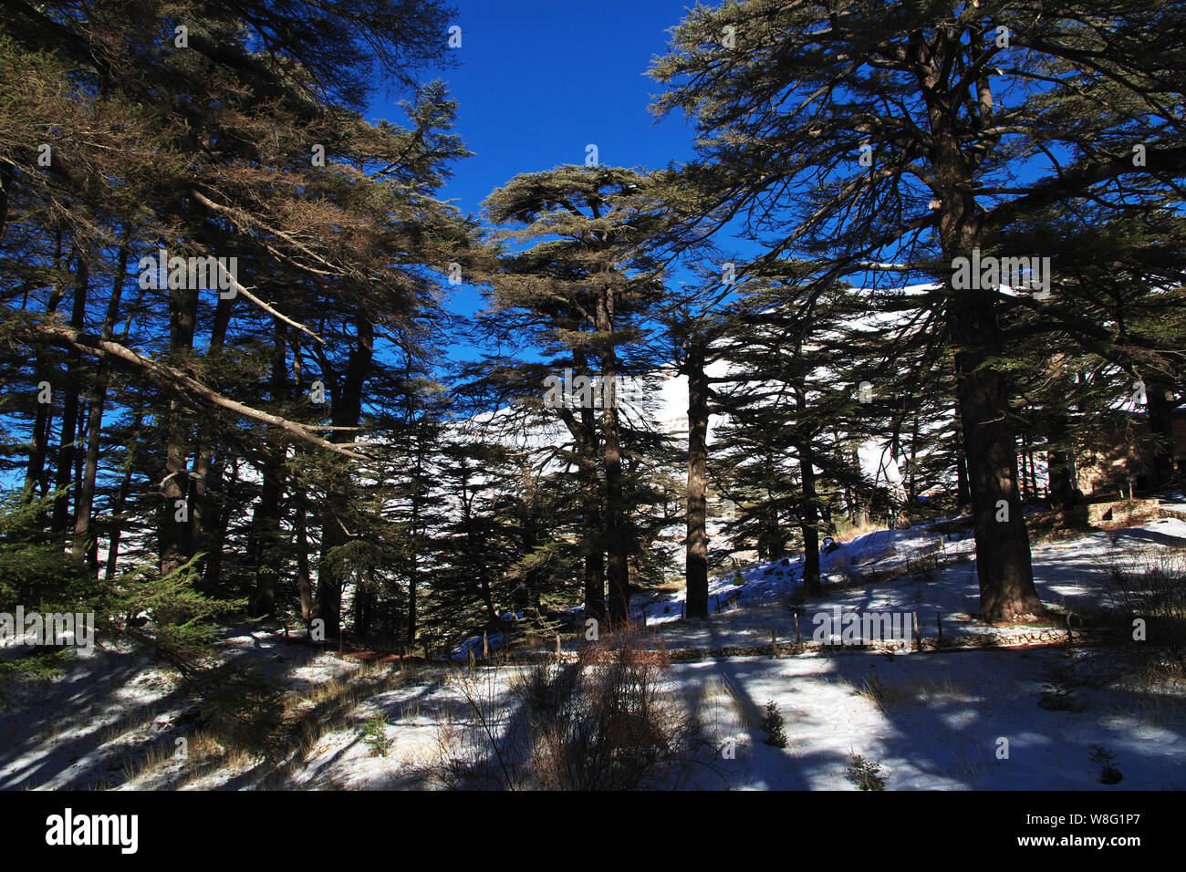 The cedar forest in mountains of Lebanon Stock Photo - Alamy
