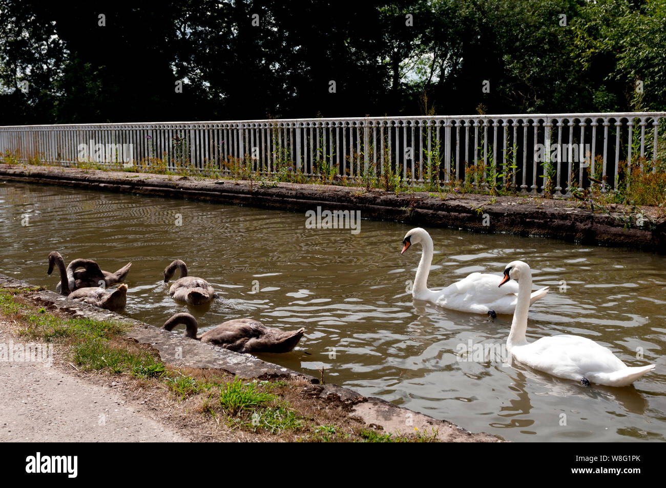 Family swans cygnets canal hi-res stock photography and images - Alamy