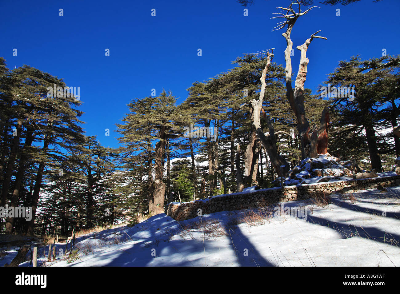 The cedar forest in mountains of Lebanon Stock Photo - Alamy