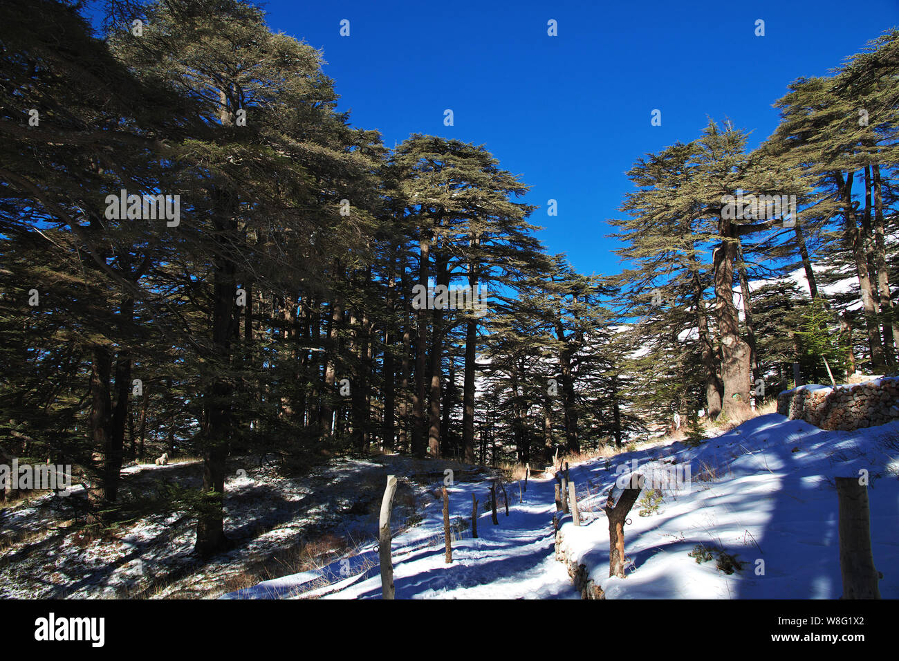 The cedar forest in mountains of Lebanon Stock Photo - Alamy