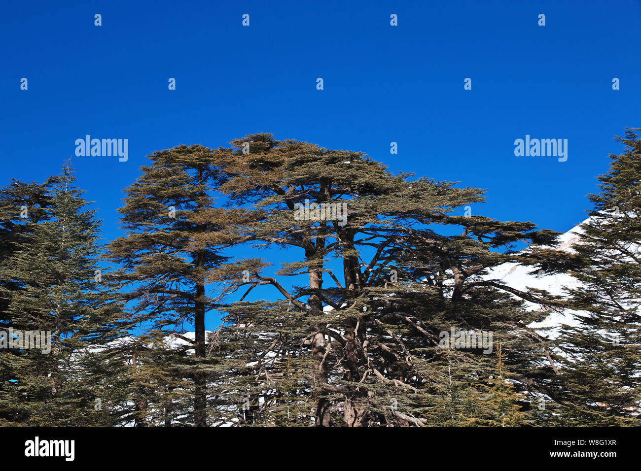 The cedar forest in mountains of Lebanon Stock Photo - Alamy