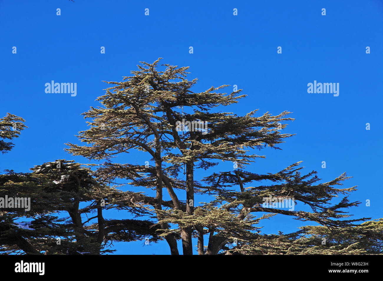 The cedar forest in mountains of Lebanon Stock Photo - Alamy