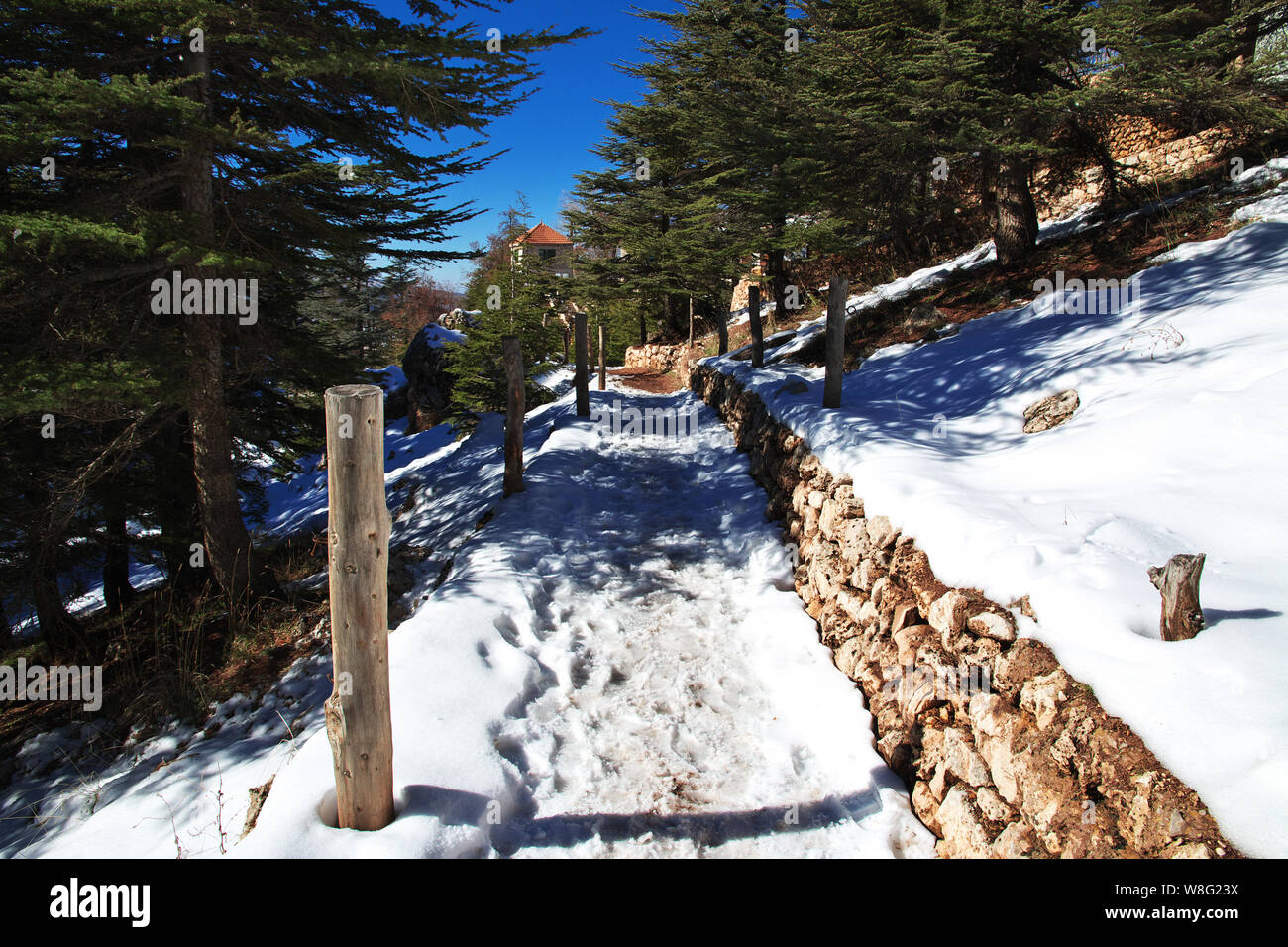 The cedar forest in mountains of Lebanon Stock Photo - Alamy