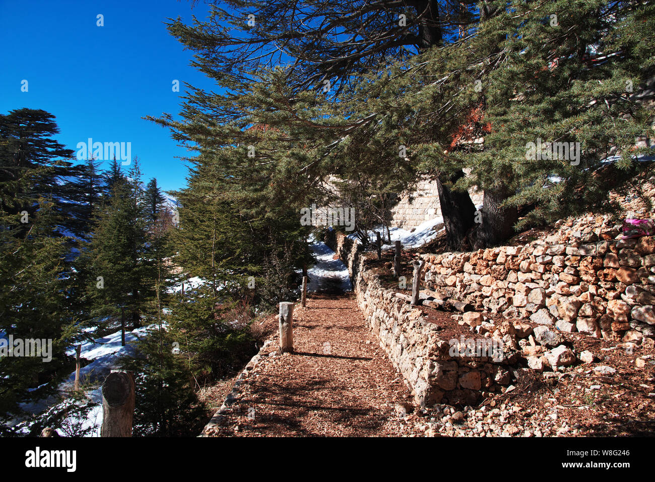 The cedar forest in mountains of Lebanon Stock Photo - Alamy