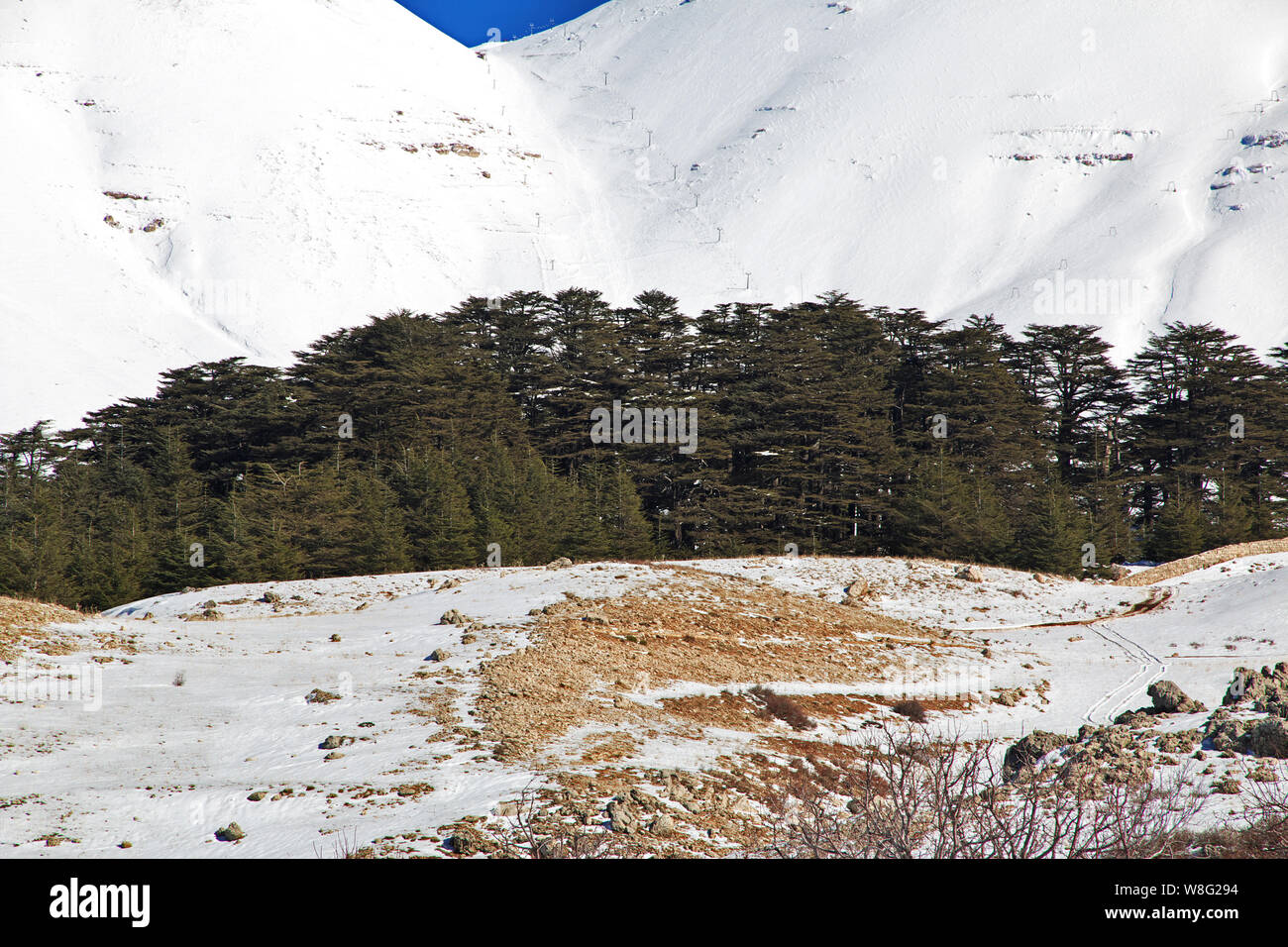 The cedar forest in mountains of Lebanon Stock Photo - Alamy
