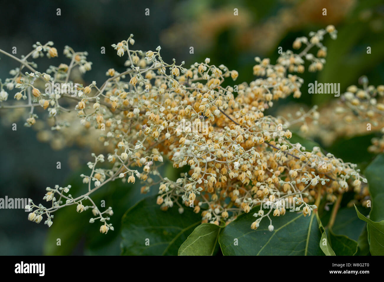 Poliothyrsis sinensis flowering hi-res stock photography and images - Alamy