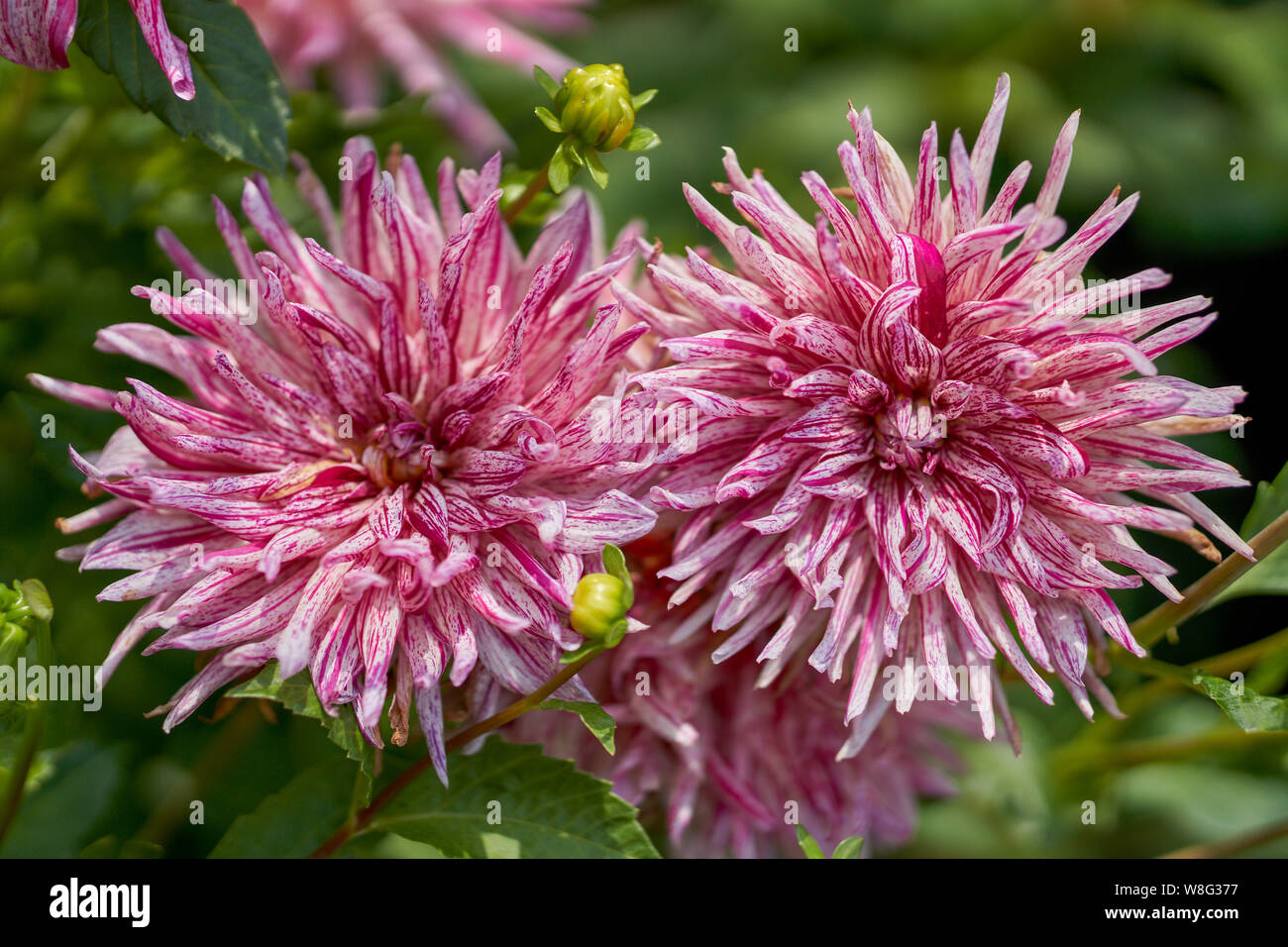 blooming colorful dale flower close up Stock Photo - Alamy