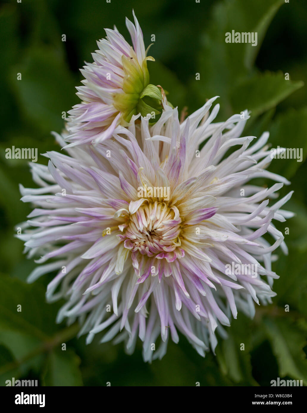 blooming colorful dale flower close up Stock Photo - Alamy