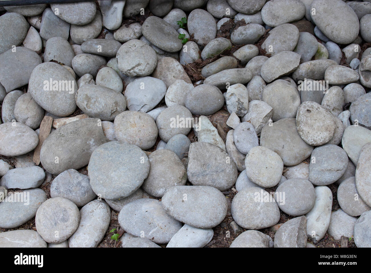 Oval cobblestones of soft rounded shapes, gravel stones, sea boulders ...