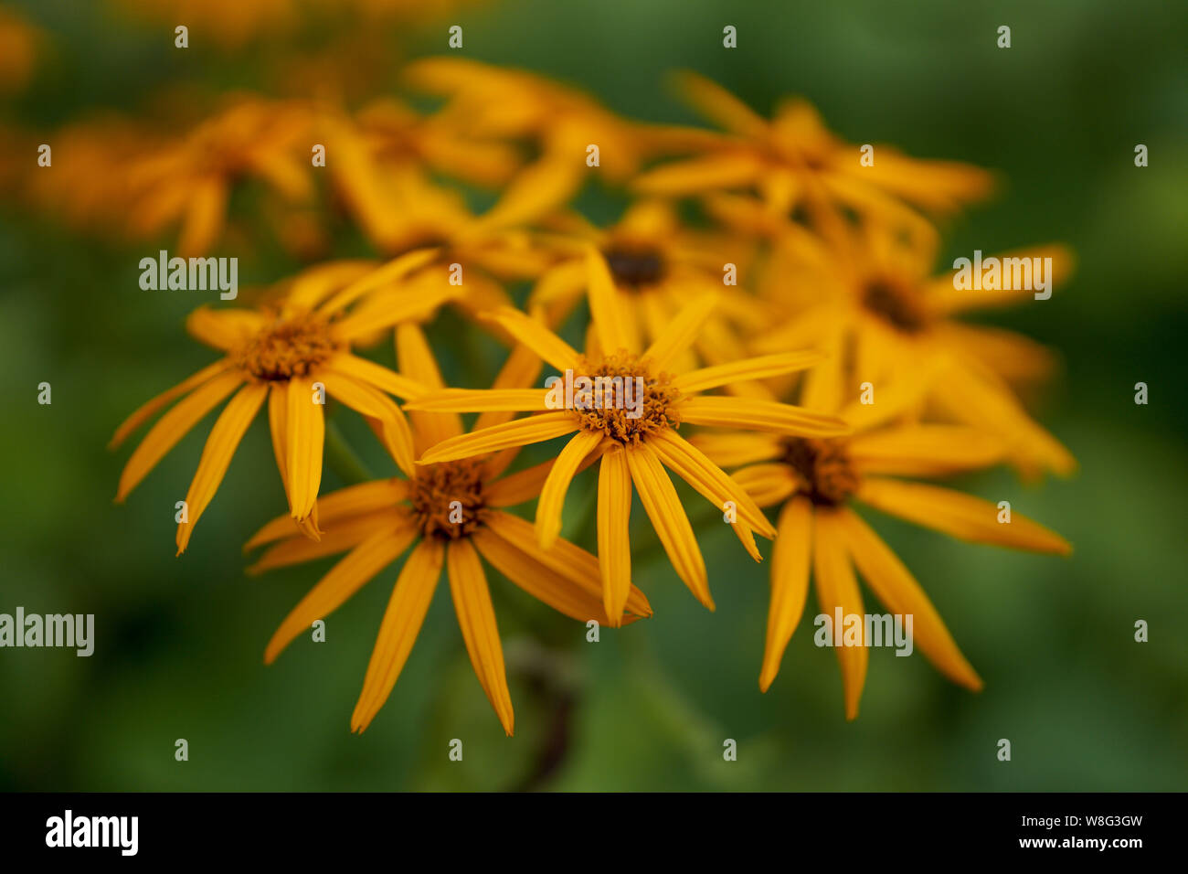 Ligularia dentata summer ragwort leopardplant yellow flowers close up ...