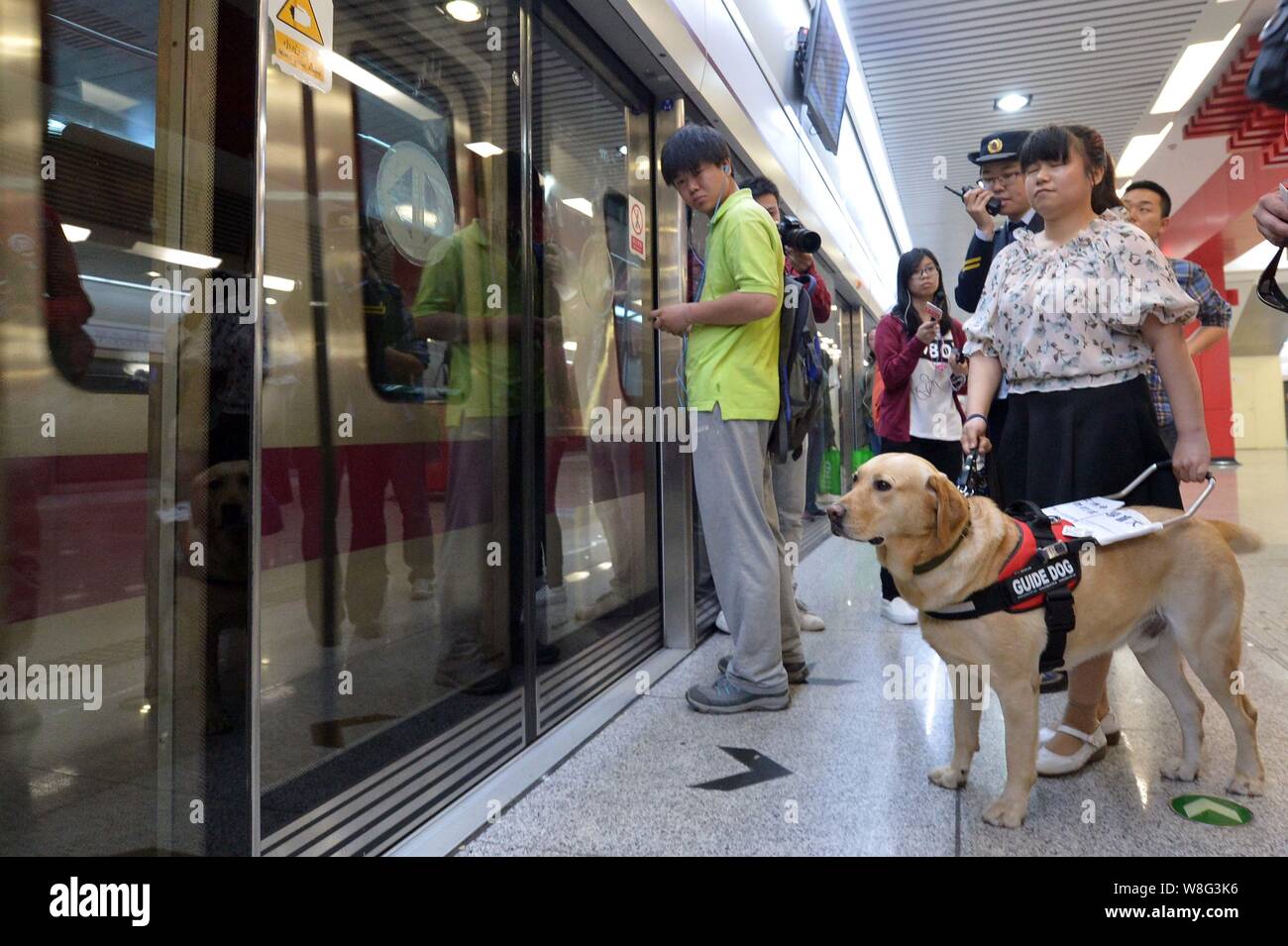 How Long Do Guide Dogs Train For