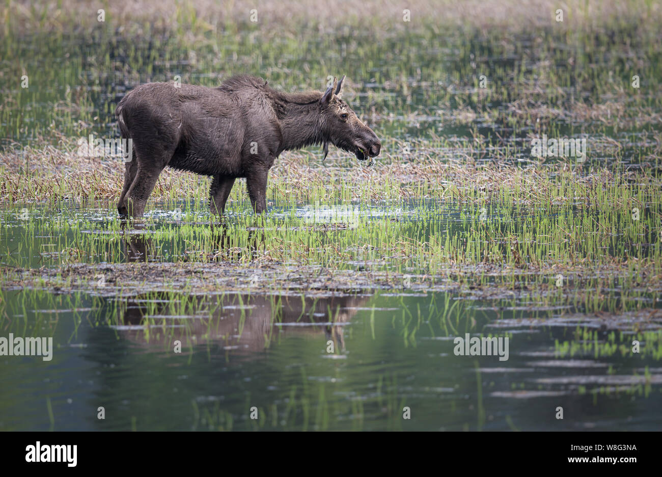 Cow moose in a marsh Stock Photo - Alamy