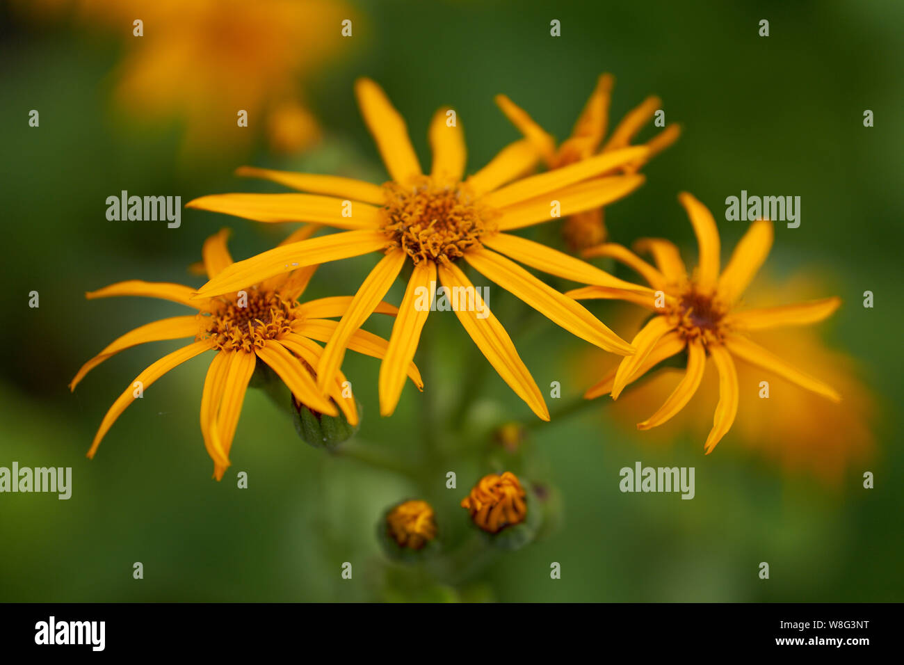 Ligularia dentata summer ragwort leopardplant yellow flowers close up ...