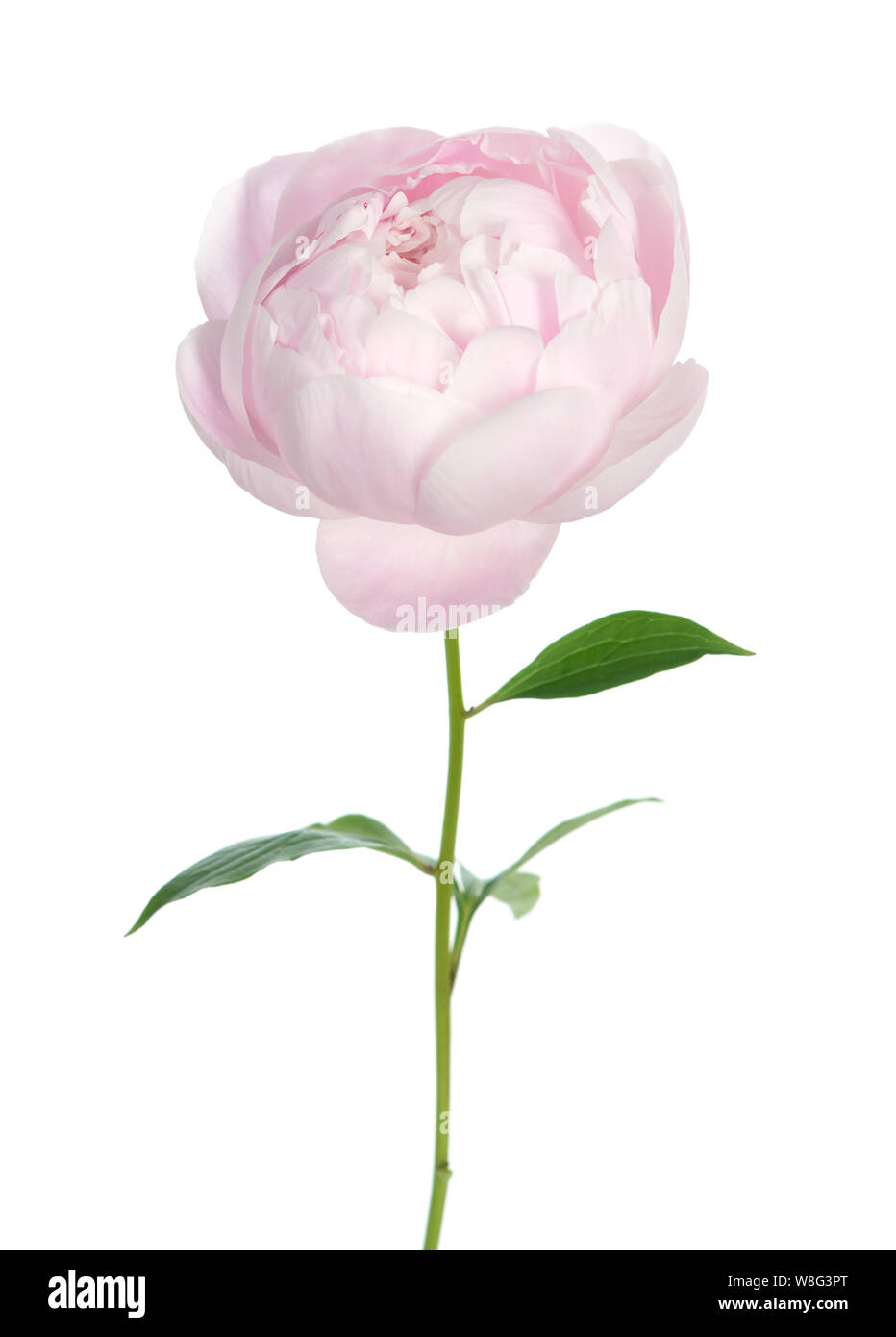 Single pink peony isolated on white Stock Photo - Alamy