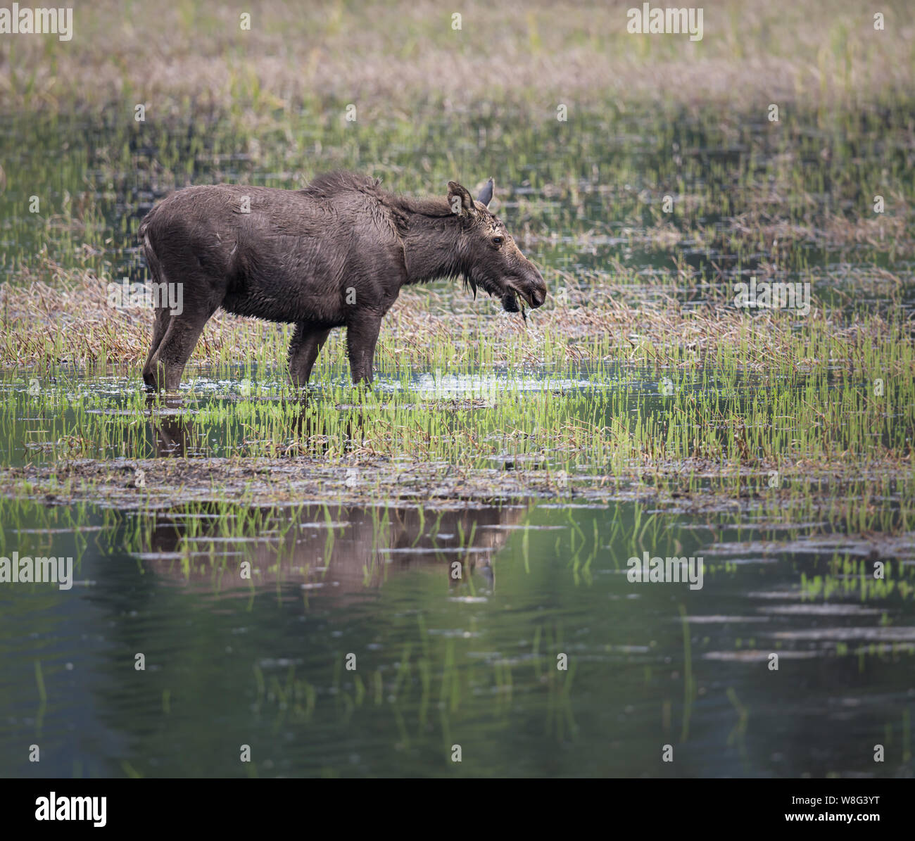 Cow moose in a marsh Stock Photo - Alamy