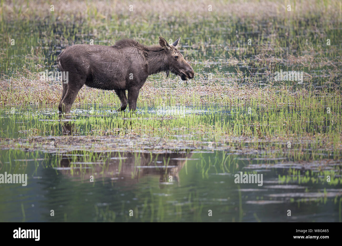 Cow moose in a marsh Stock Photo - Alamy