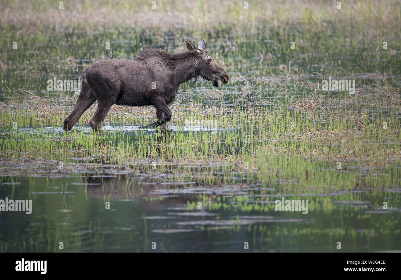 Cow moose in a marsh Stock Photo - Alamy