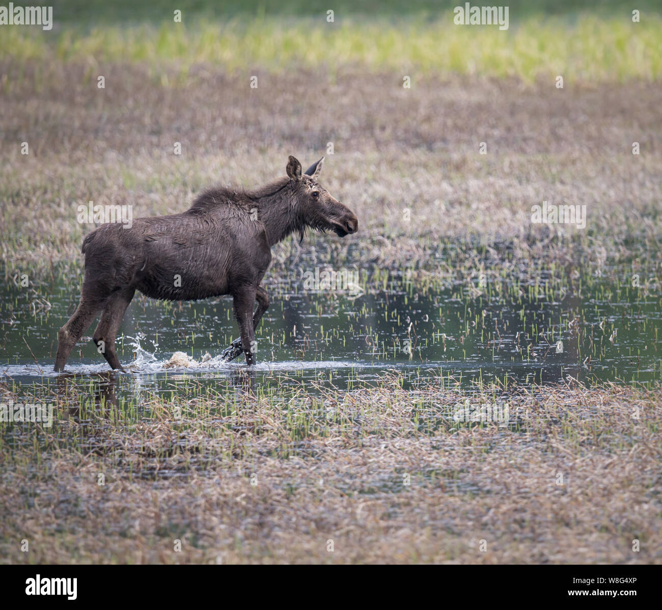 Cow moose in a marsh Stock Photo - Alamy