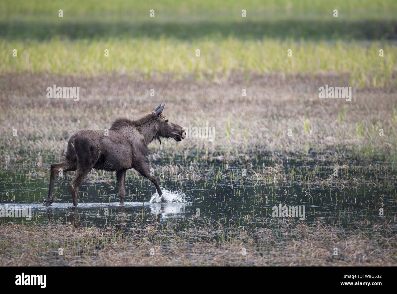 Cow moose in a marsh Stock Photo - Alamy