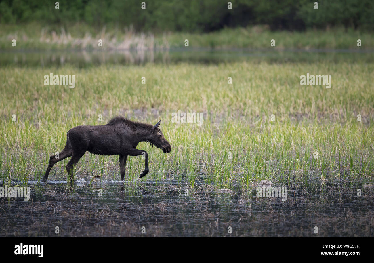 Cow moose in a marsh Stock Photo - Alamy