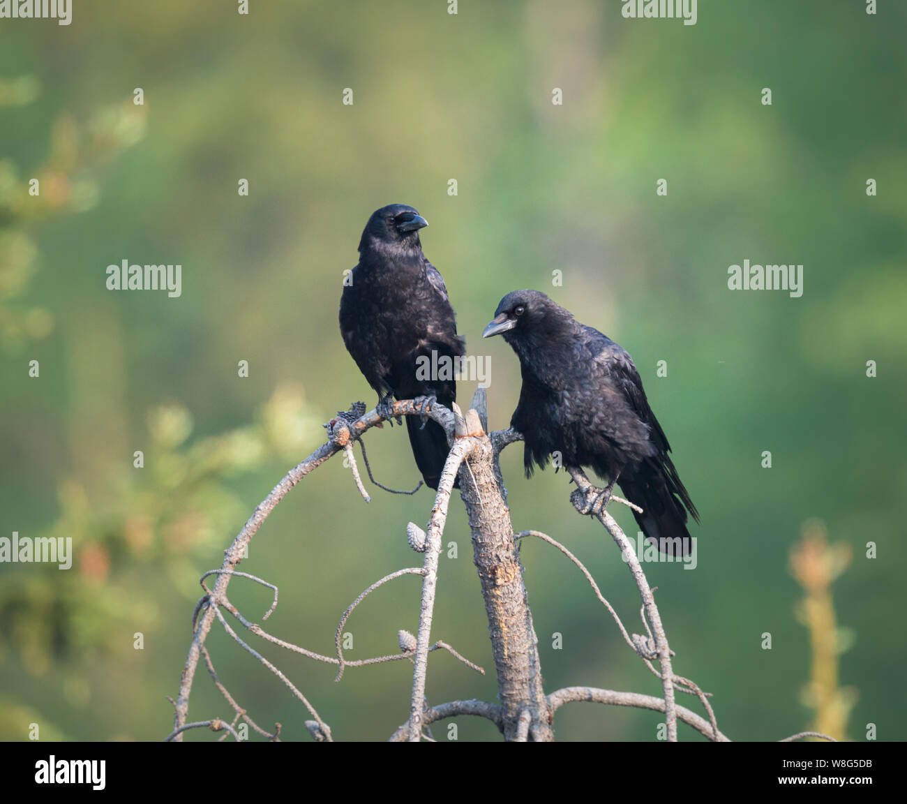 Raven couple hi-res stock photography and images - Alamy