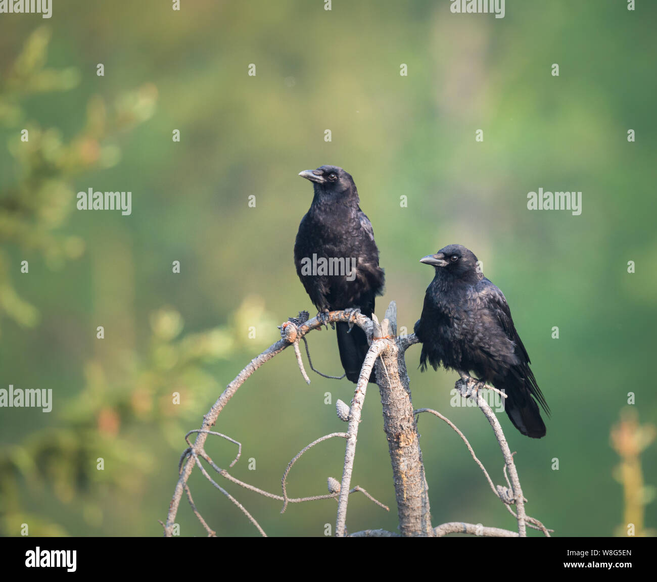 Raven couple hi-res stock photography and images - Alamy