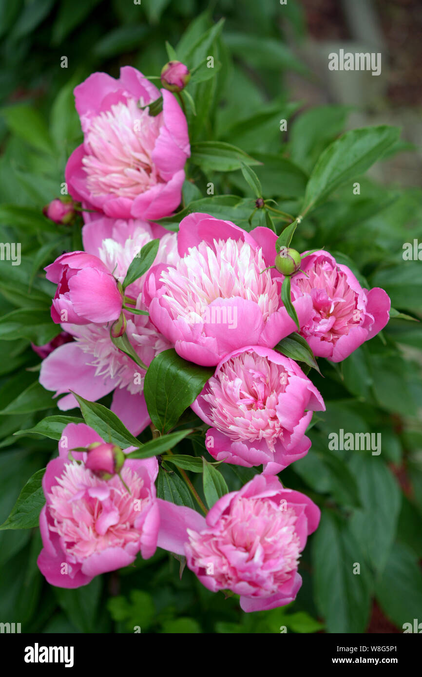Beautiful Peony flowers in garden on daytime Stock Photo - Alamy