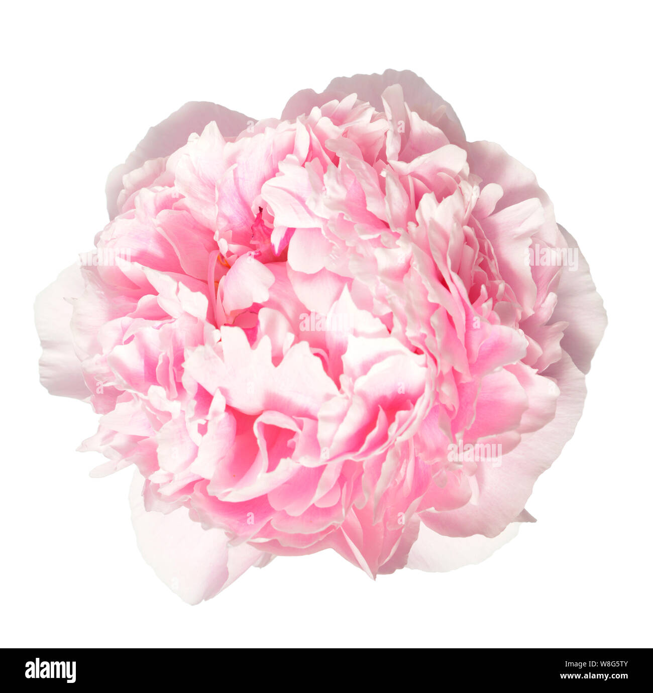 Single Pink peony flower isolated on white Stock Photo - Alamy