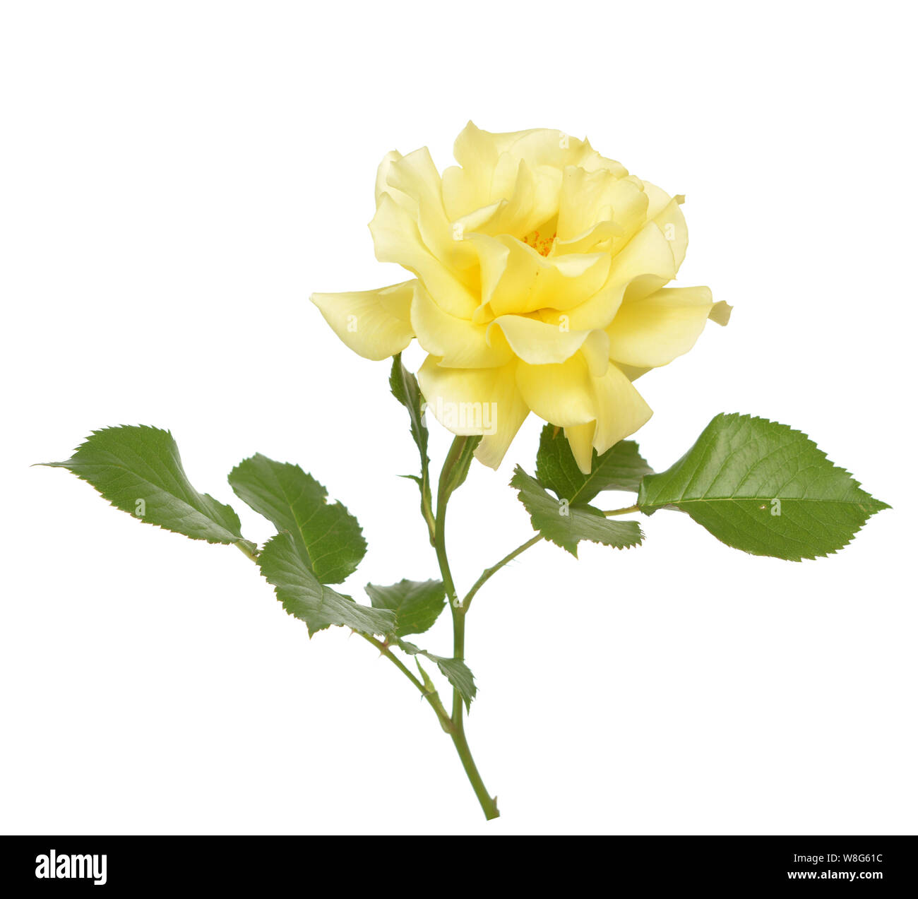 yellow rose on white Stock Photo - Alamy