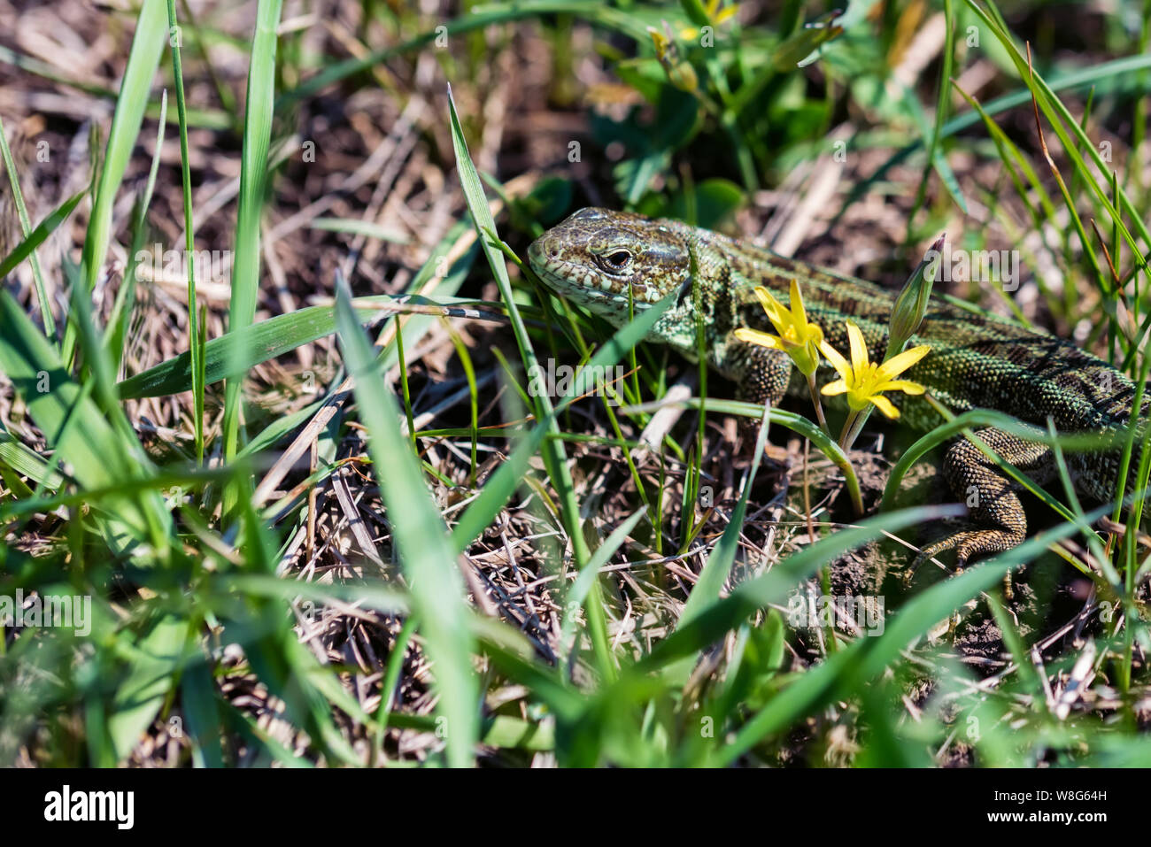 Quick Lizard High Resolution Stock Photography and Images - Alamy