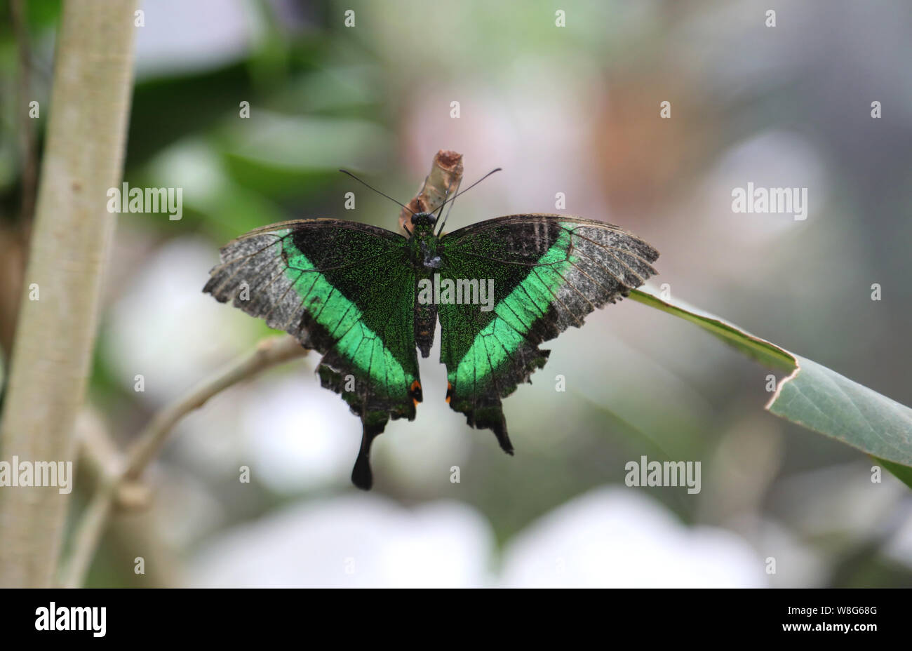 big butterfly with green wings on the forest Stock Photo - Alamy