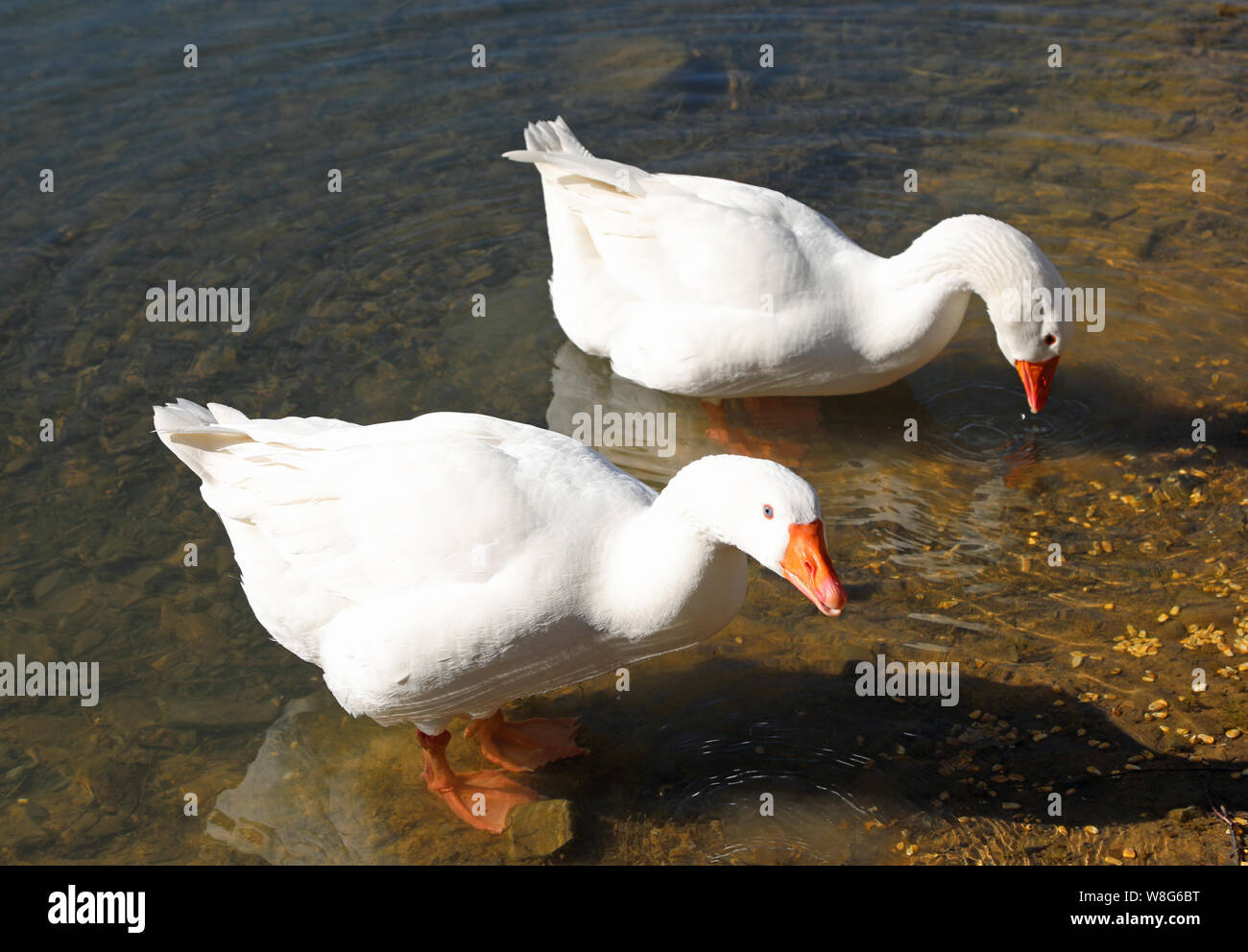 two white goose in the pond Stock Photo - Alamy