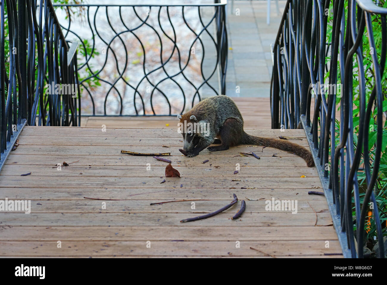 View of a badger-like white-nose coati animal, called pizote in ...