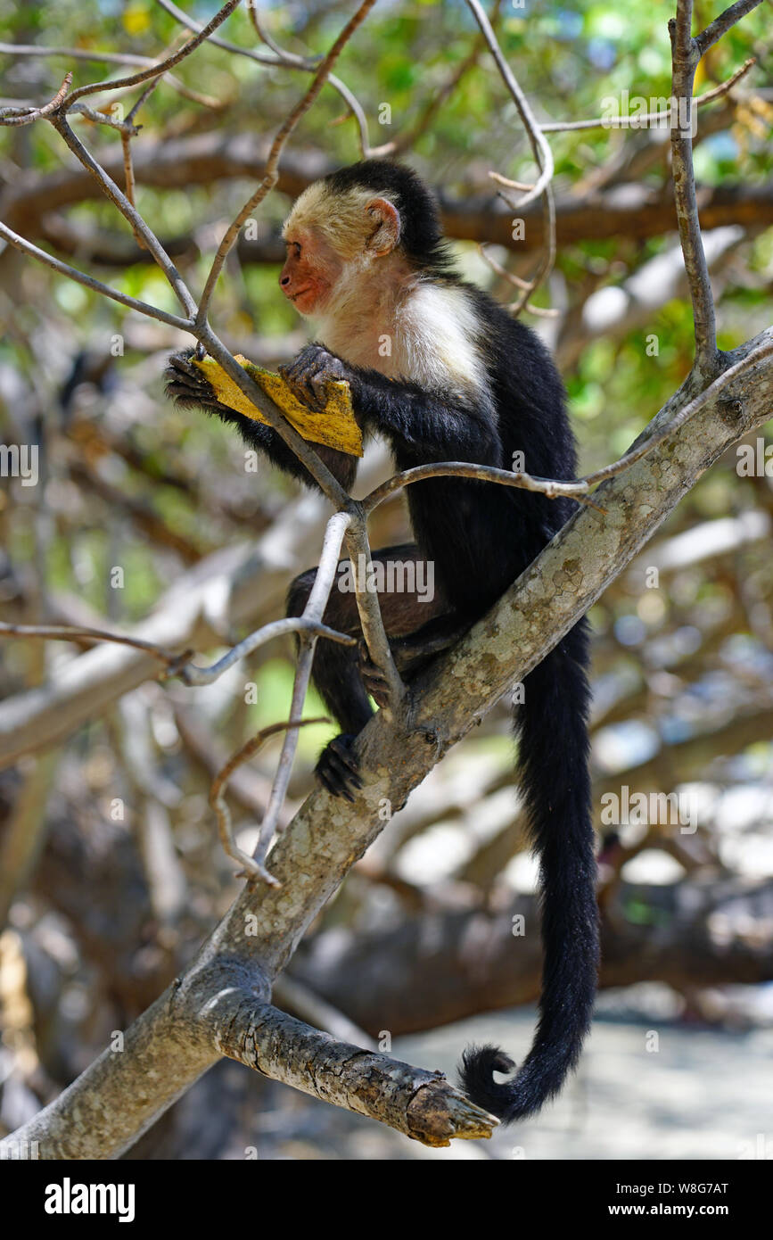 A white-headed capuchin monkey (cebus capucinus) eating fruit on a tree ...