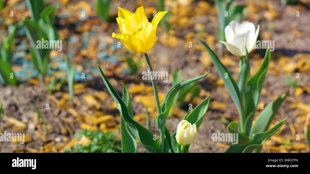 yellow tulip at spring Stock Photo - Alamy