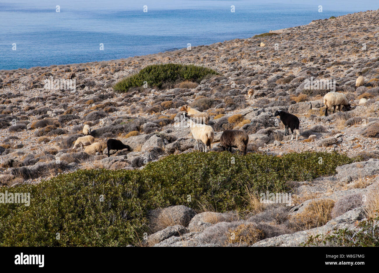 Sheep in the mountains and rural areas of Crete in Greece Stock Photo ...