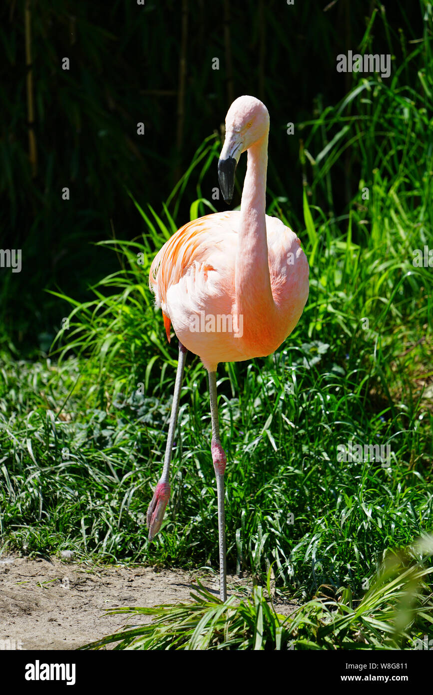 Pink flamingo birds standing on one leg Stock Photo - Alamy
