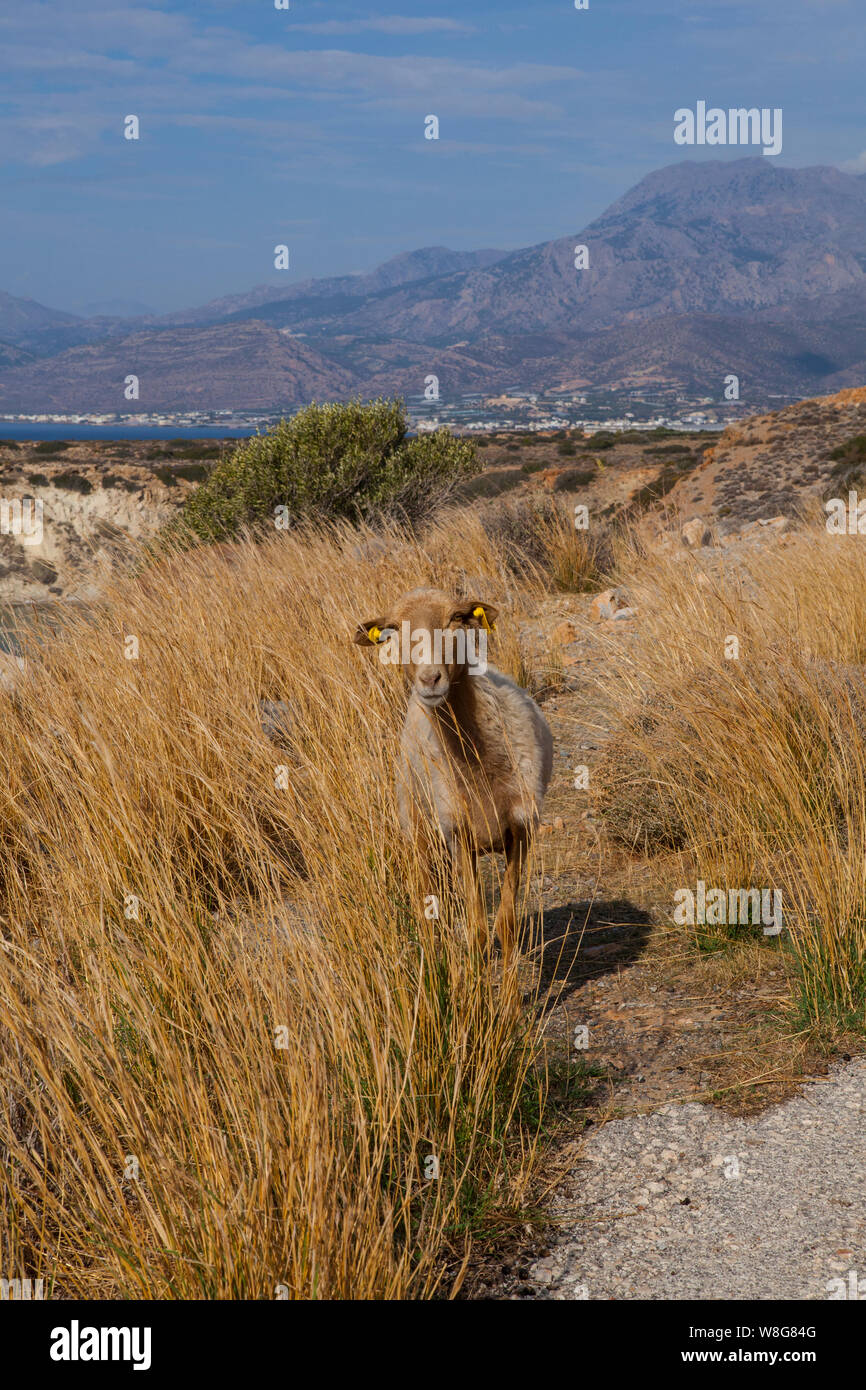 Animals of greece hi-res stock photography and images - Alamy