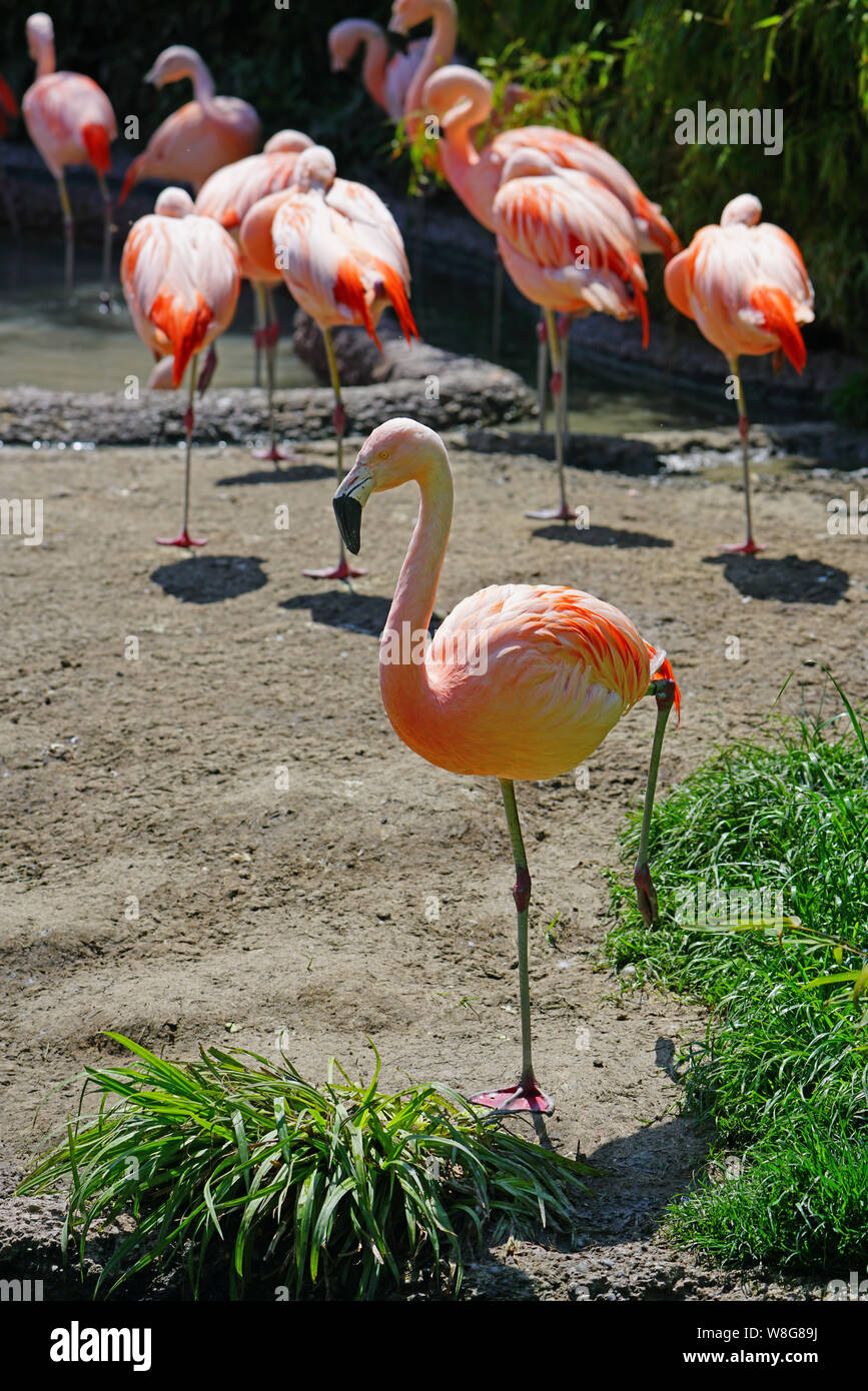 Pink flamingo birds standing on one leg Stock Photo - Alamy
