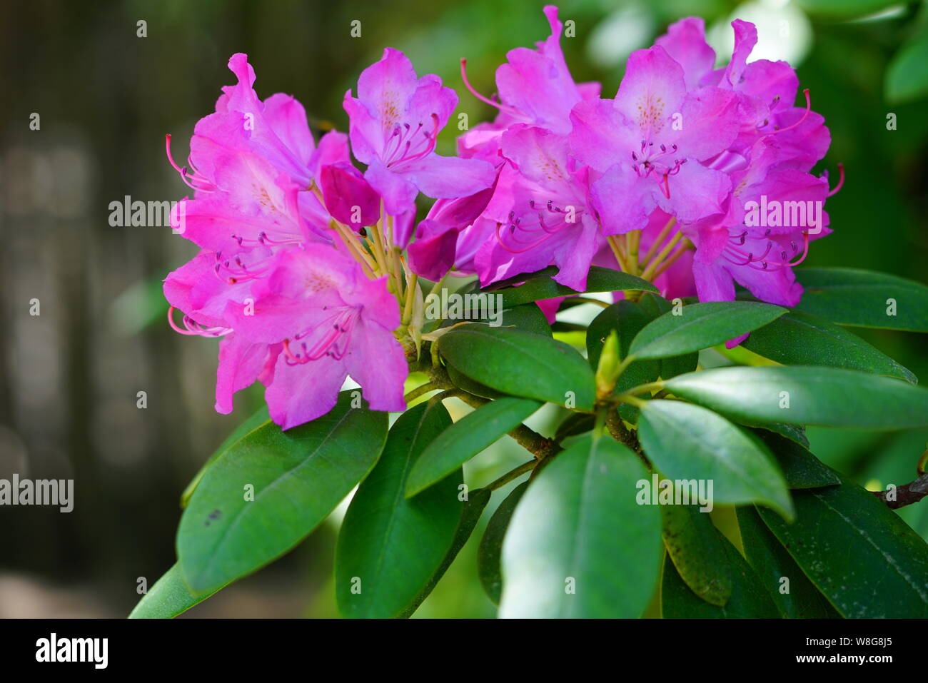 Pink rhododendron flowers growing on a shrub in the spring Stock Photo ...
