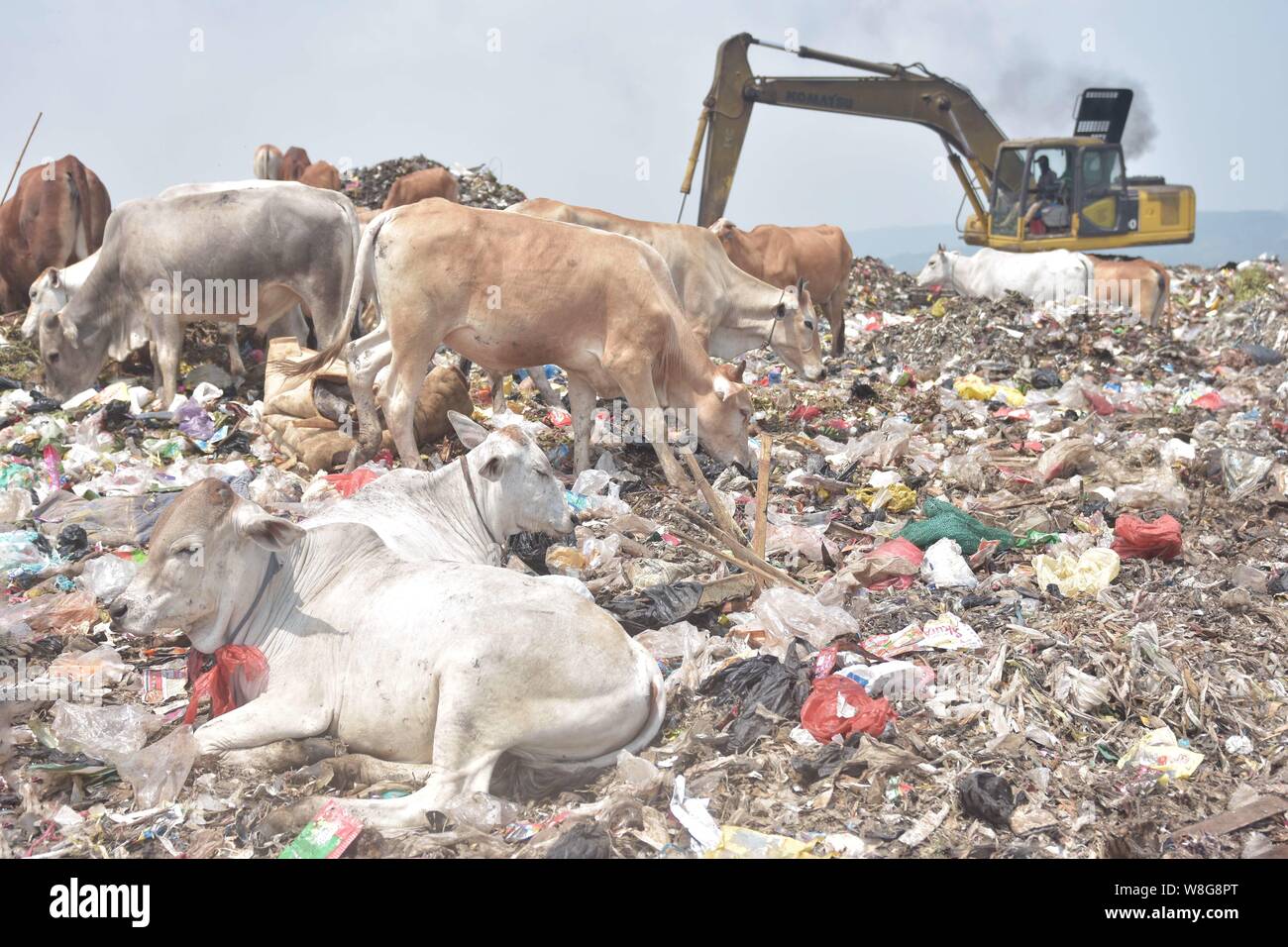 Cows eat trash hi-res stock photography and images - Alamy