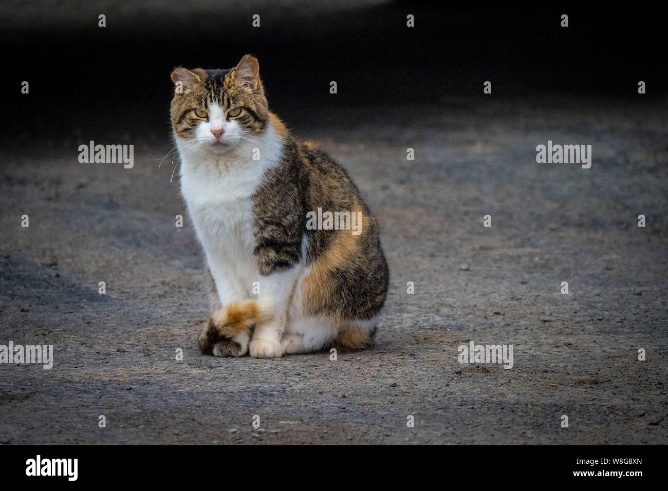 A friendly cat hi-res stock photography and images - Alamy