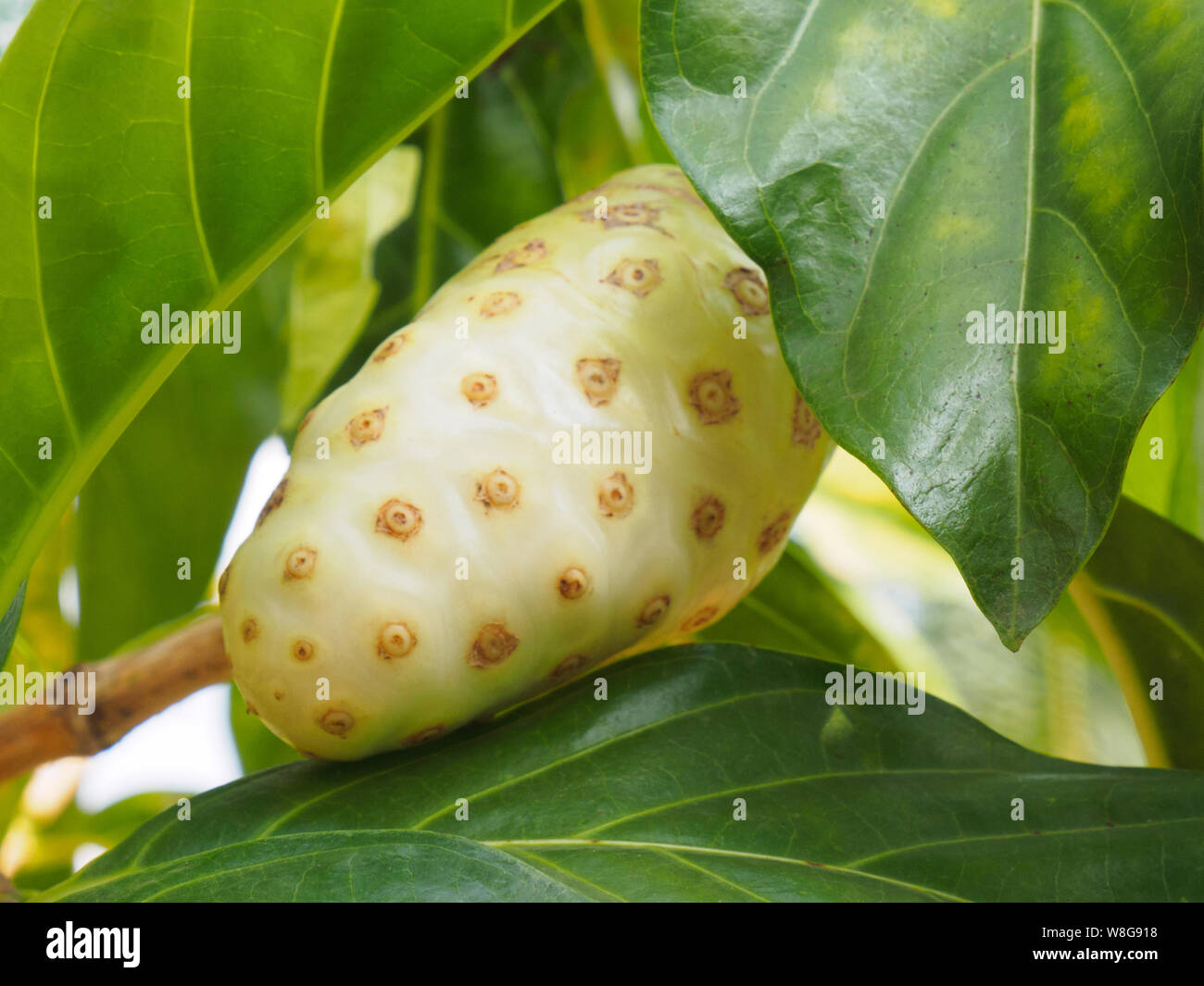 Indian mulberry hi-res stock photography and images - Alamy