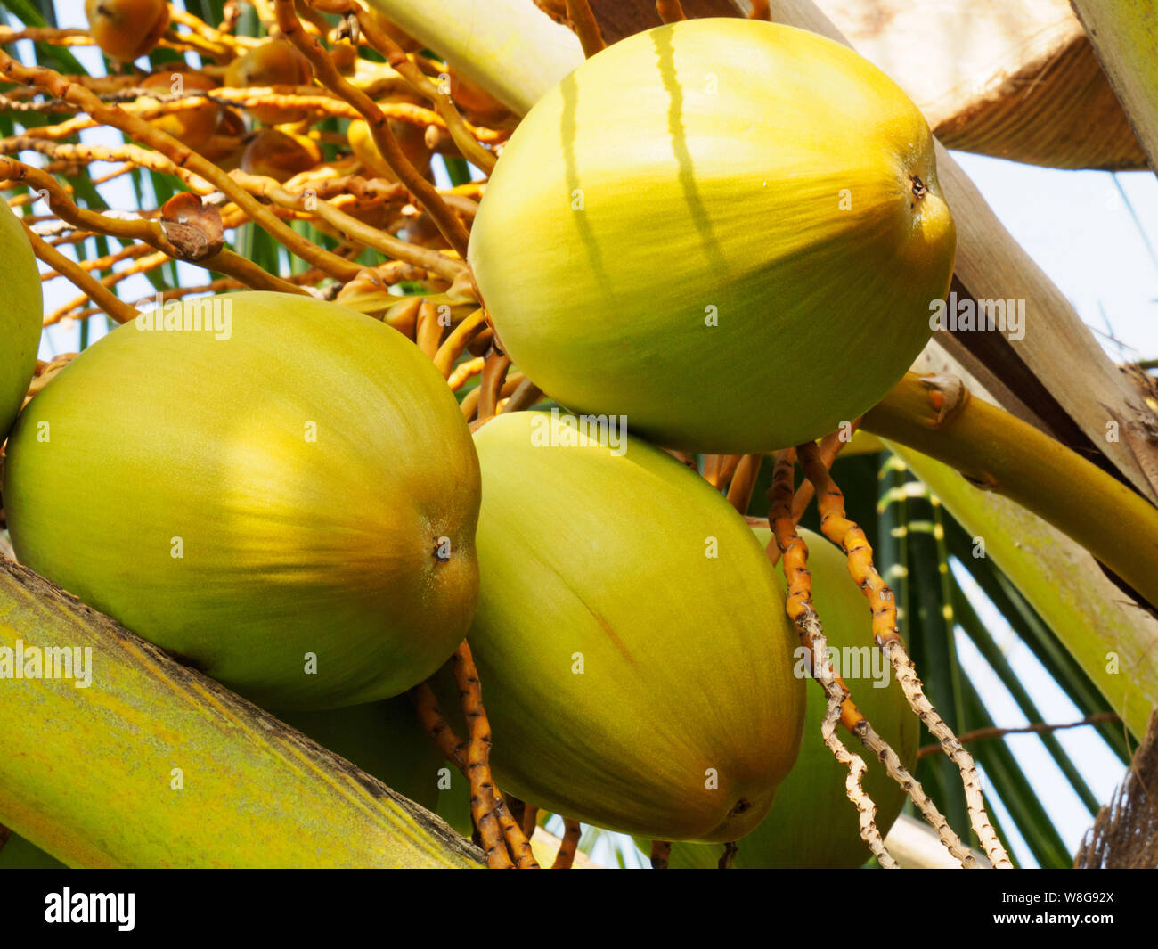 Coconut harvest hi-res stock photography and images - Alamy