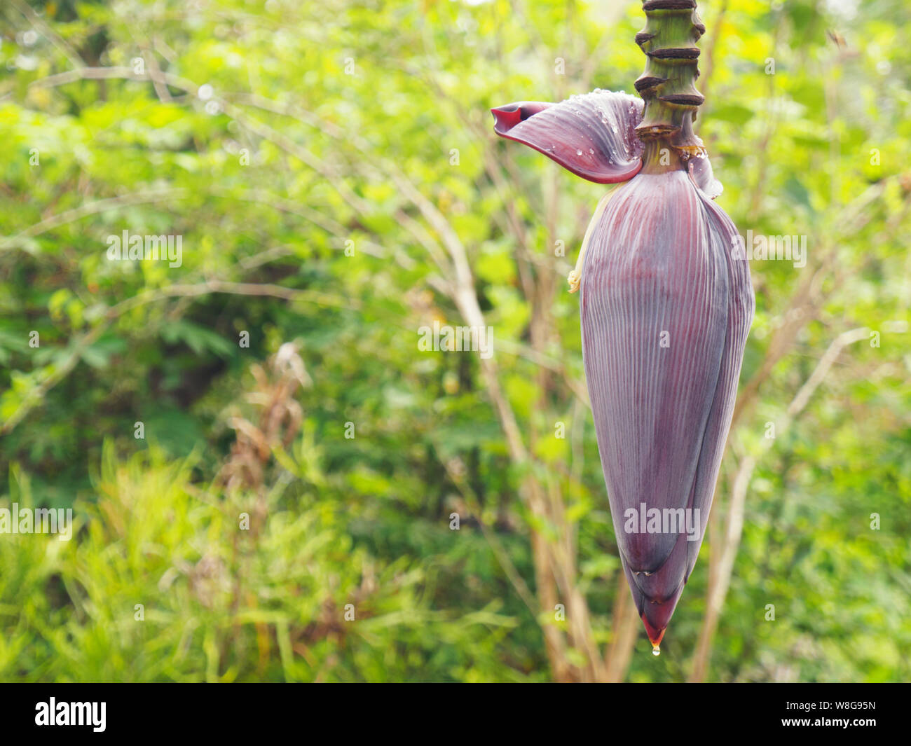 Banana palm (Musa) flower on green plants background, Kochi, Kerala ...
