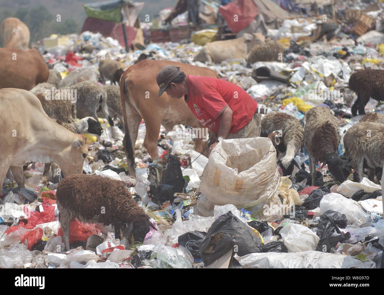 Sheep eat rubbish hi-res stock photography and images - Alamy